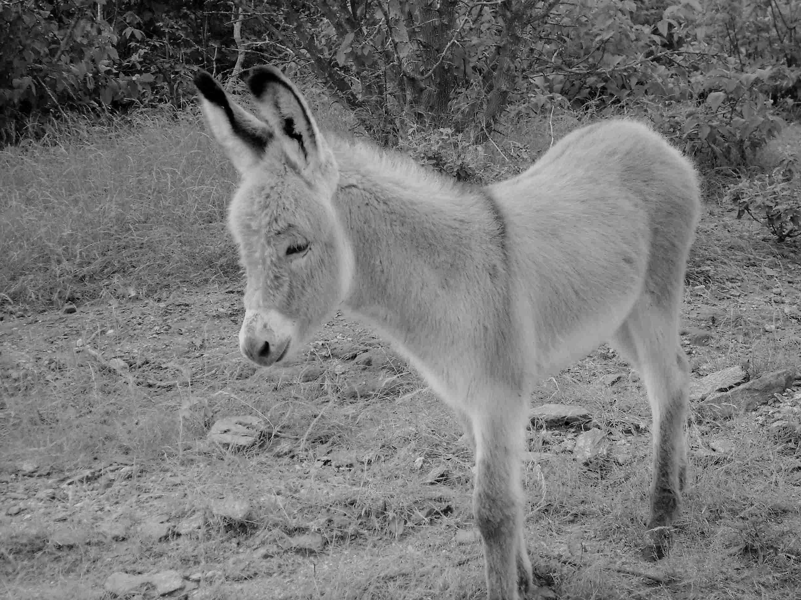 Dois matutos e o filho da jumenta – Meus Sertões