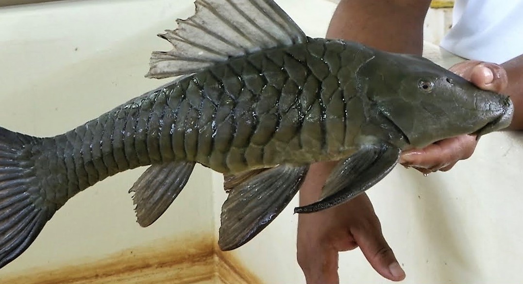 Cari paulista – Meus Sertões